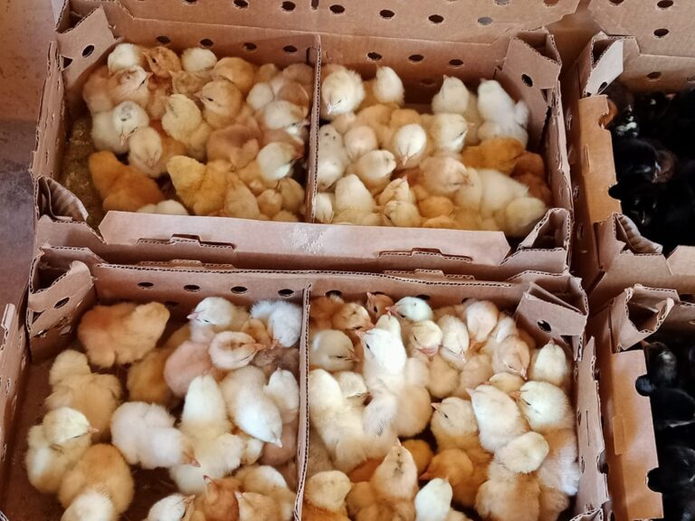 KENBRO CHICKS: DETAILED VIEW OF THE DUAL PURPOSE CHICKEN – Happy Chicks ...