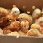 KENBRO CHICKS: DETAILED VIEW OF THE DUAL PURPOSE CHICKEN – Happy Chicks ...